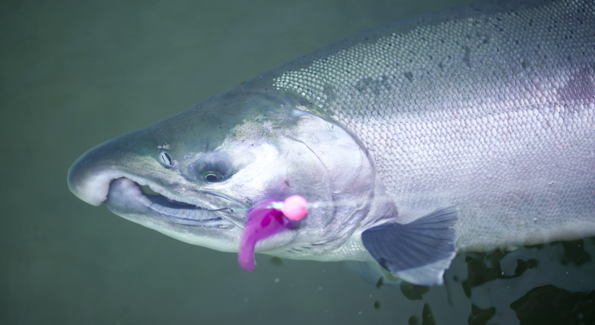 Alaska Fishing Trip Packages - Togiak River Lodge