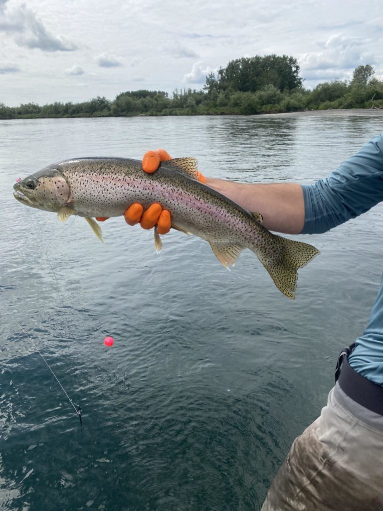 Alaska Rainbow Trout Fishing - Togiak River Lodge