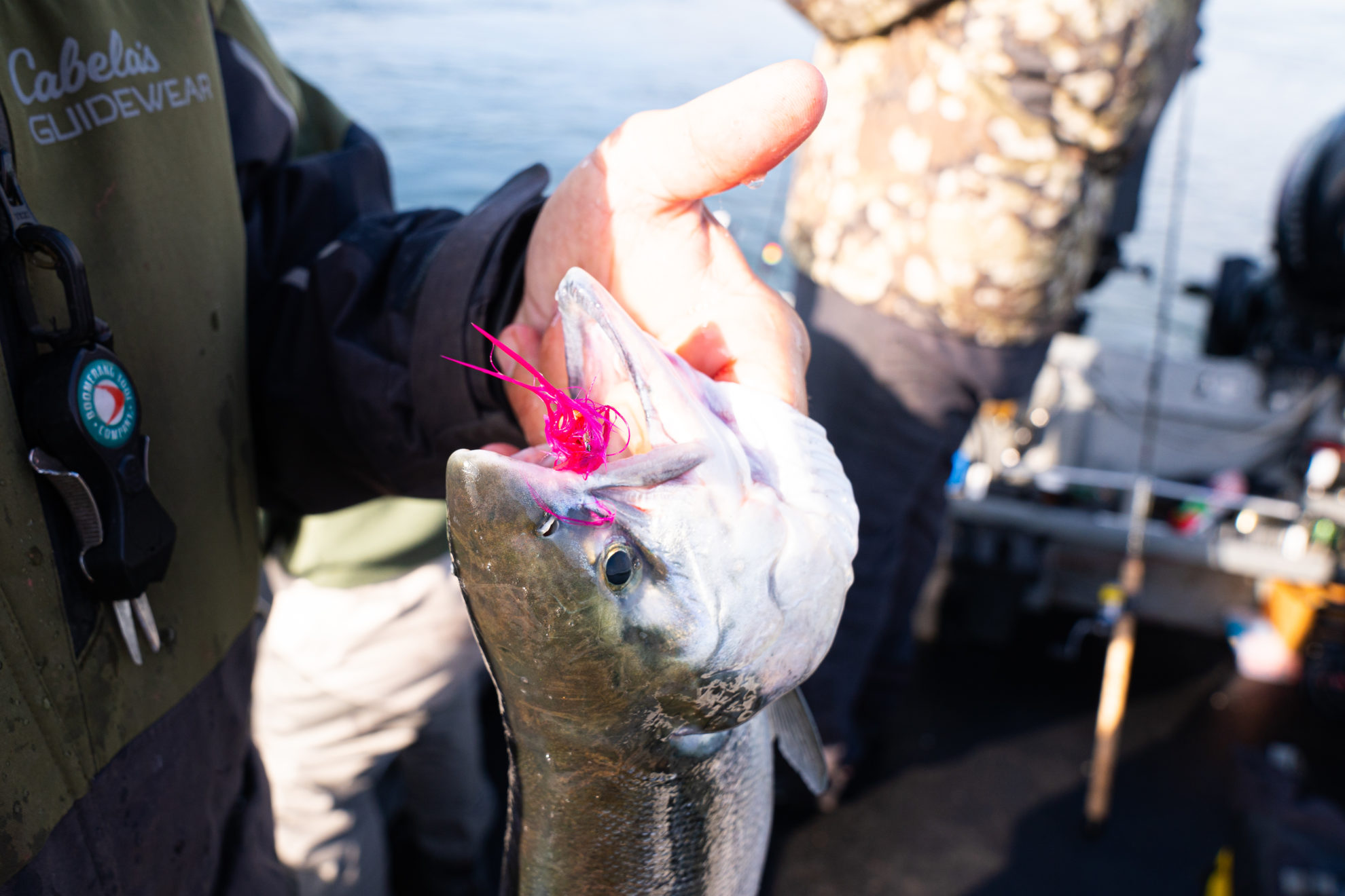 Alaskan Sockeye (Red) Salmon - Togiak River Lodge