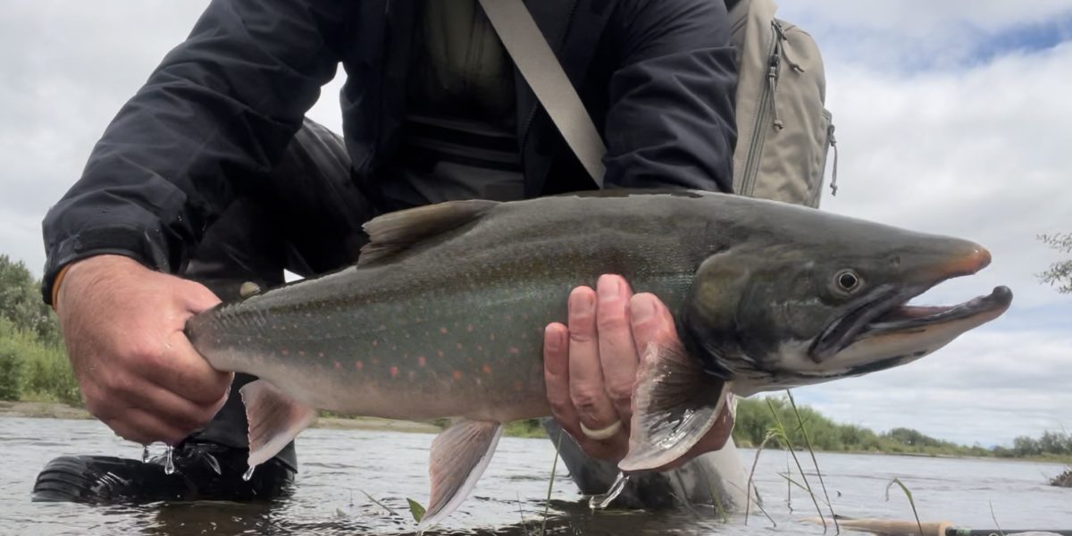 Fish We Target - Togiak River Lodge