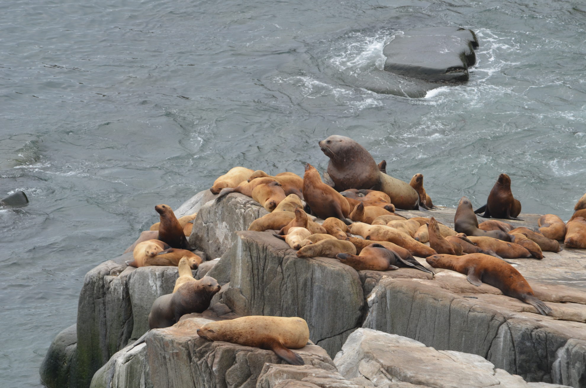 Round Island Walrus Sanctuary Tours | Togiak River Lodge