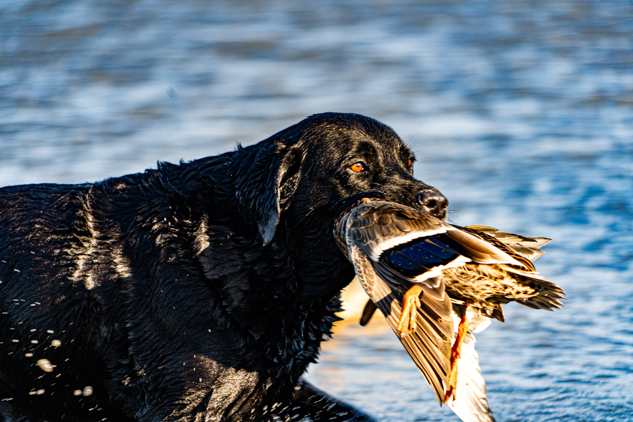 Alaska waterfowl hunting | Togiak River Lodge