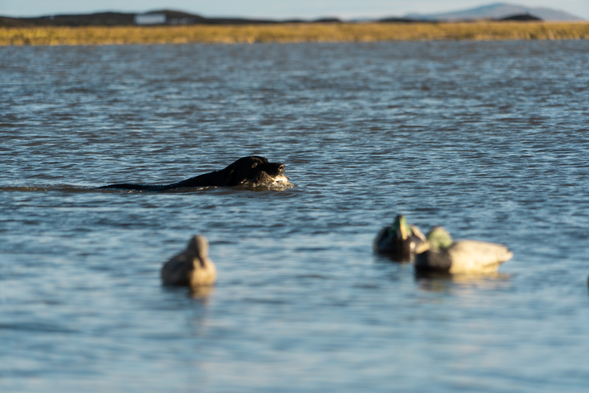 Alaska waterfowl hunting | Togiak River Lodge